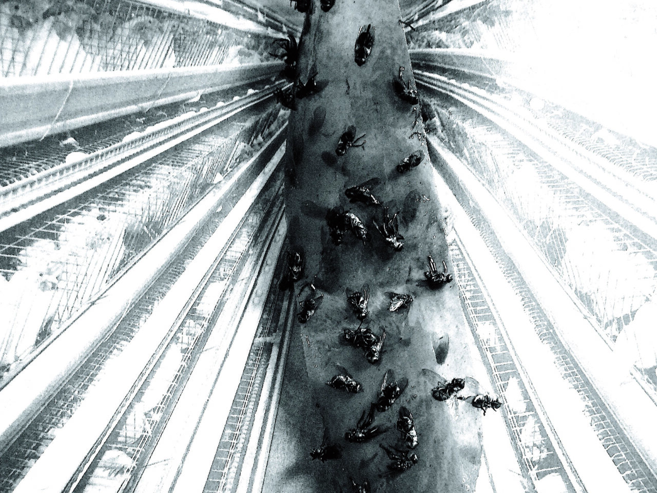 Kill the Chickens Spare the Monkeys | Todd Ayoung